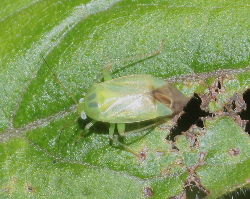 Réf. 287946 — INSECTA > Heteroptera > Miridae > Apolygus lucorum - www.galerie-insecte.org